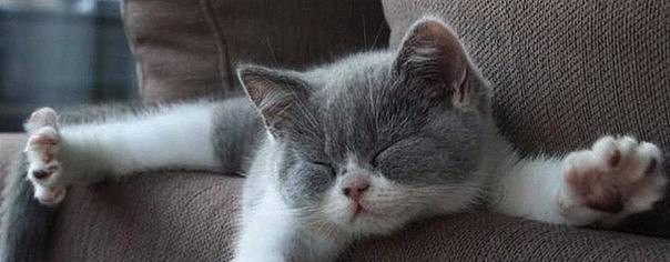 Котёнок_Кэт_Кукломания