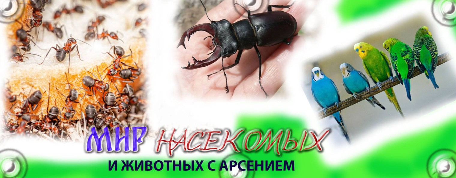 Мир насекомых