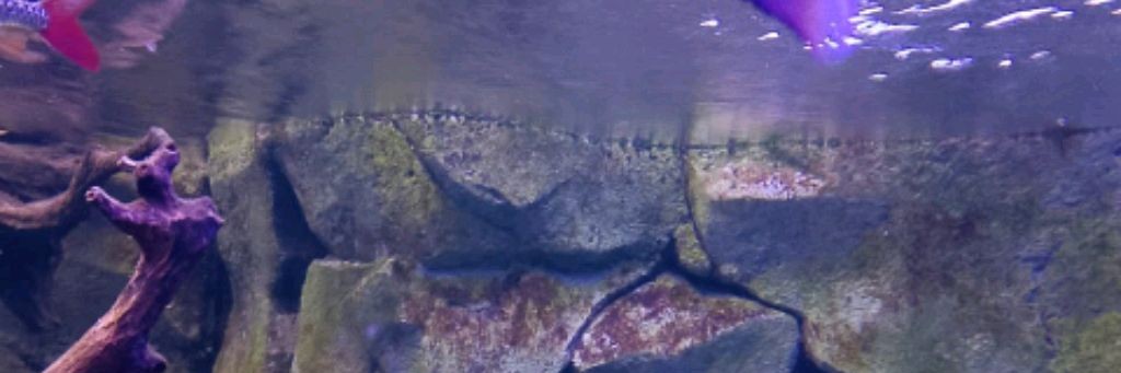 Москвичка в Бурятии