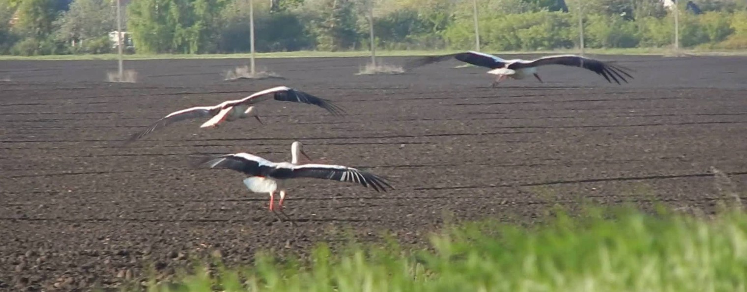 Натуралист