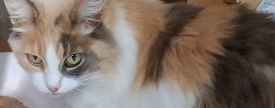 Профессор Аминев