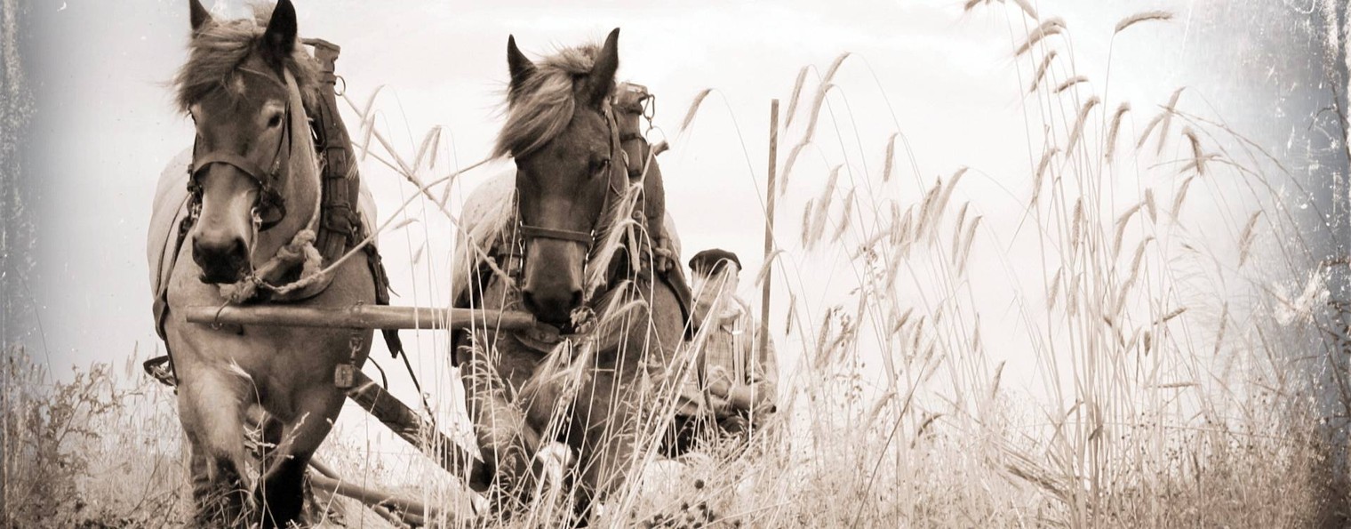 Михайловские казаки