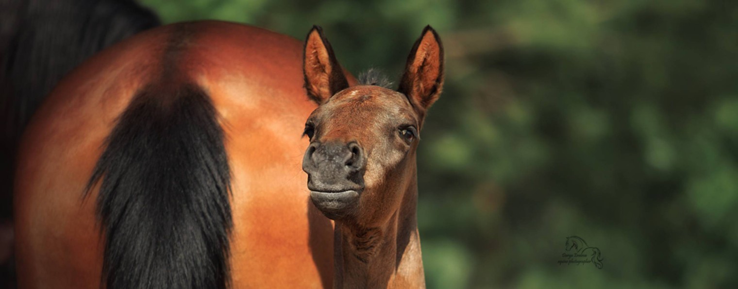 Конный Клуб Темная Лошадка. п.Монетный Свердл.обл