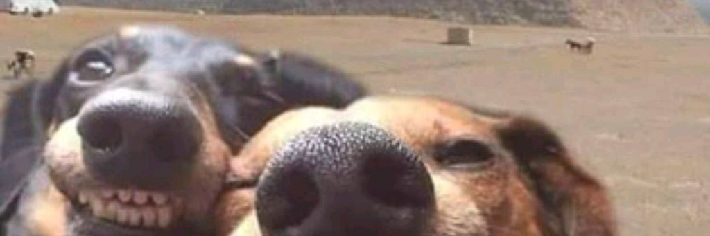 Л͛о͛л͛и͛к͛а͛ и͛ Л͛у͛н͛а͛ ✔