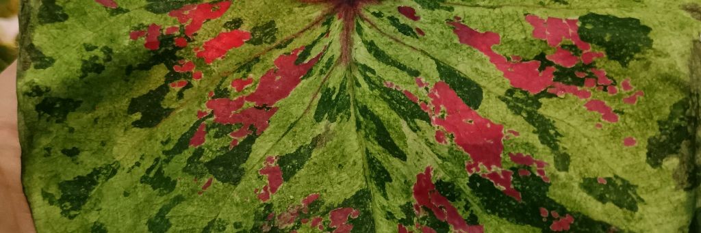 Семья Назаровых