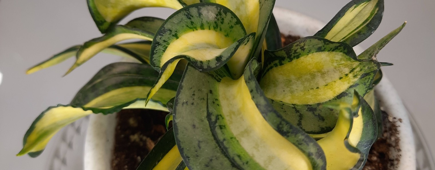 Сансевиерии Комнатные цветы