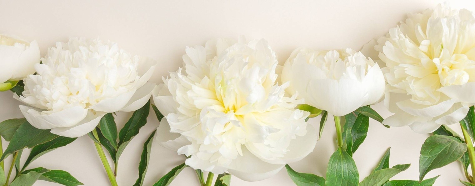 РОЗЫ ОПТОМ СПб, ДОСТАВКА ЦВЕТОВ , 🌹SPBROZA.RU