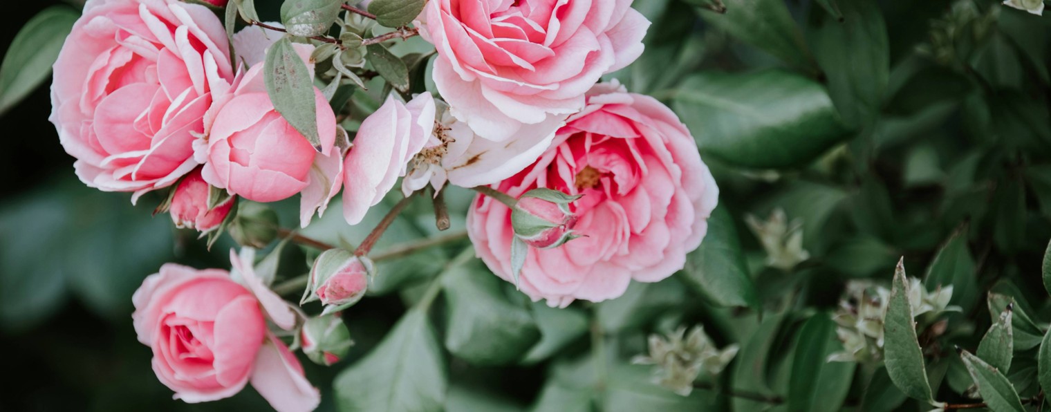 Ольга Будник