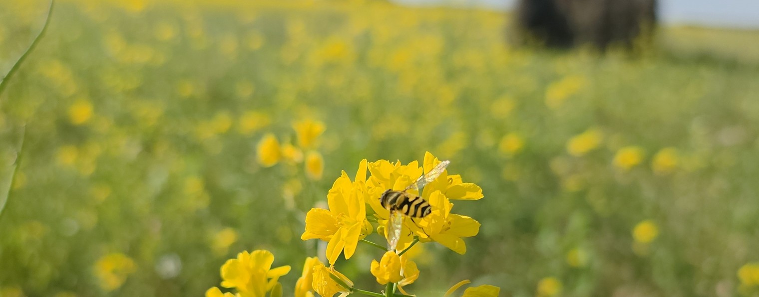 Песни со смыслом от Samaposebe