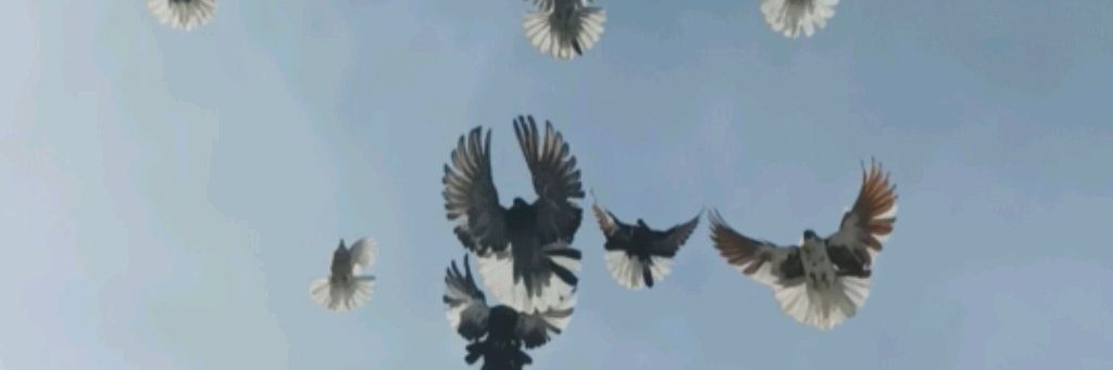 Донецкие голуби Валеры Шибко