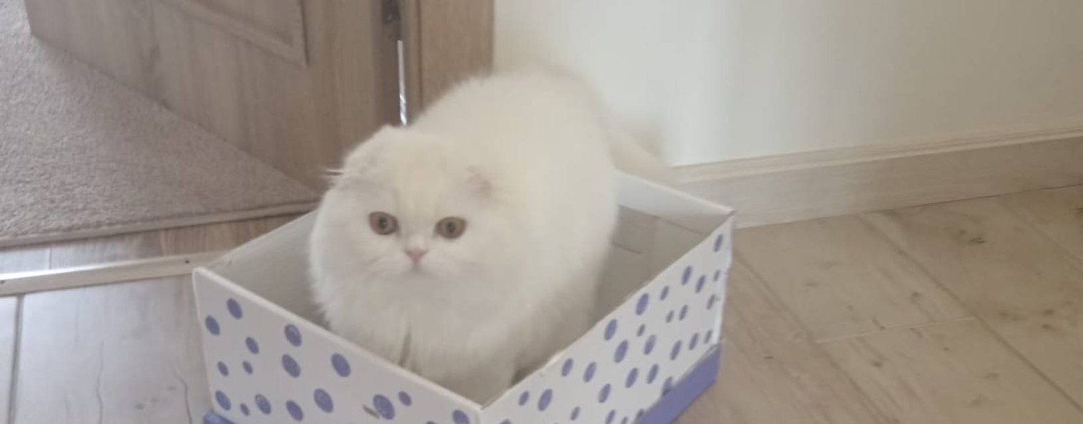 Неилит крафт