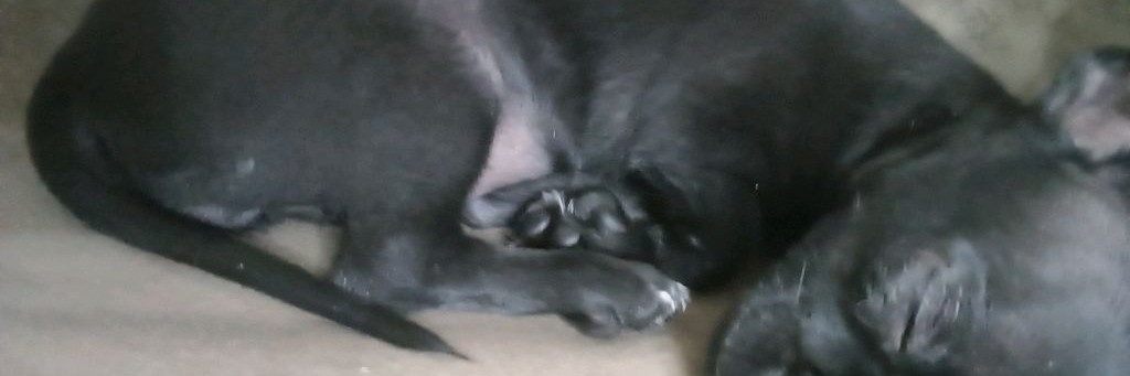 Бибо и Боба