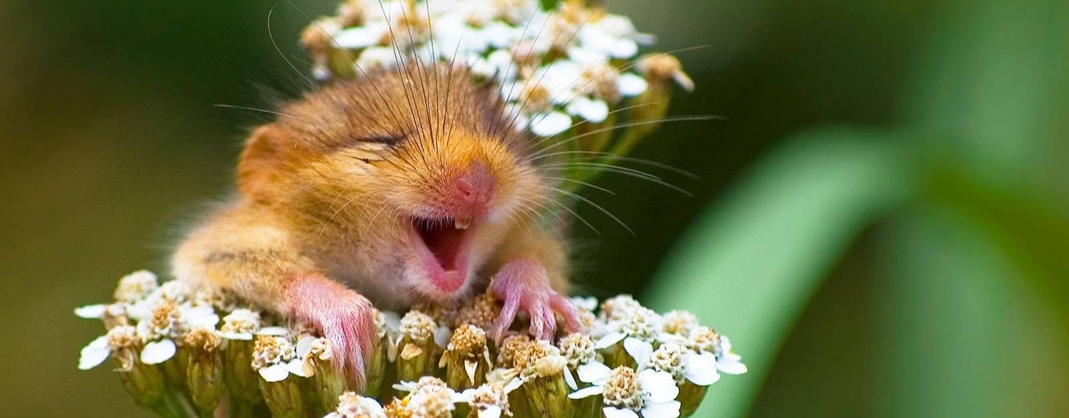 🔥 ХА-ХА СМЕШНЫЕ ВИДЕО 😂