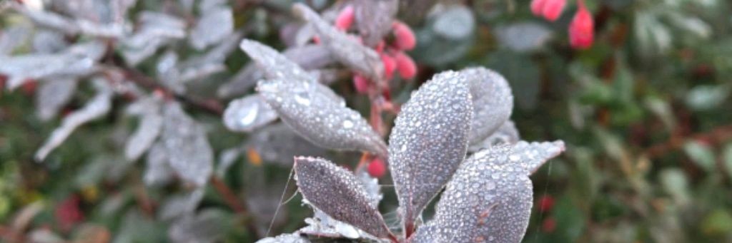 🦊ВаСюНиК ВаСиЛюНиК🐺