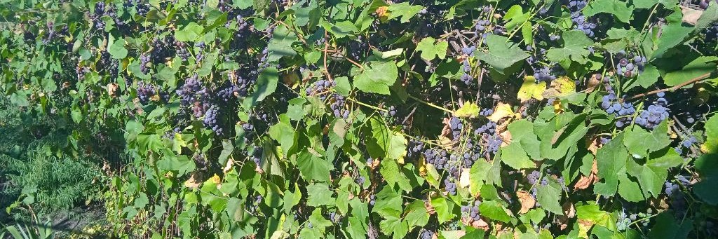 Виноградная Лоза Белогорья