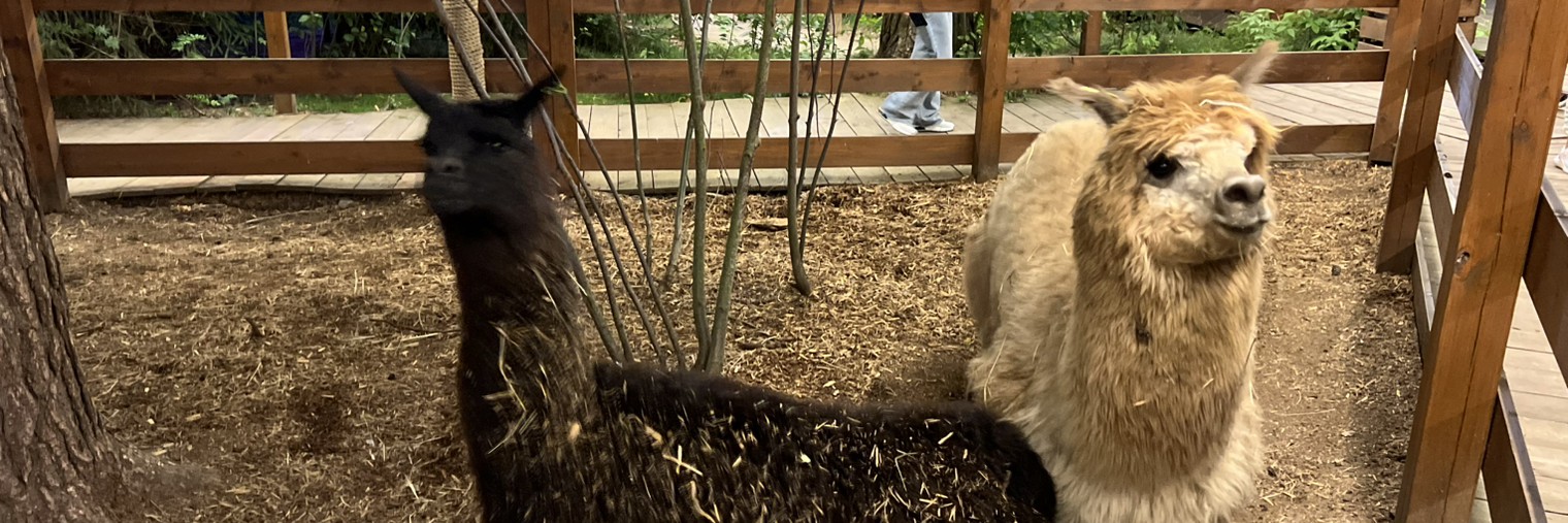 Сборная солянка😄