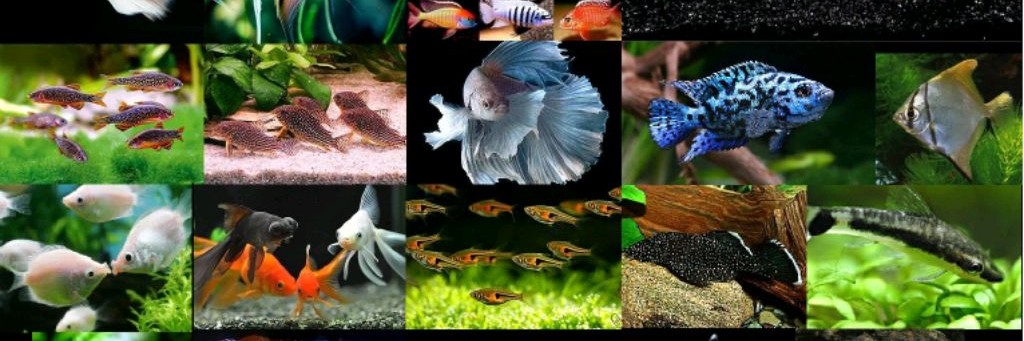 АКВАРИУМНЫЙ СОВЕТНИК