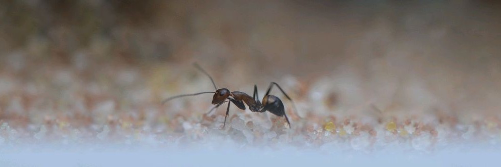 Antoria - другой муравейник