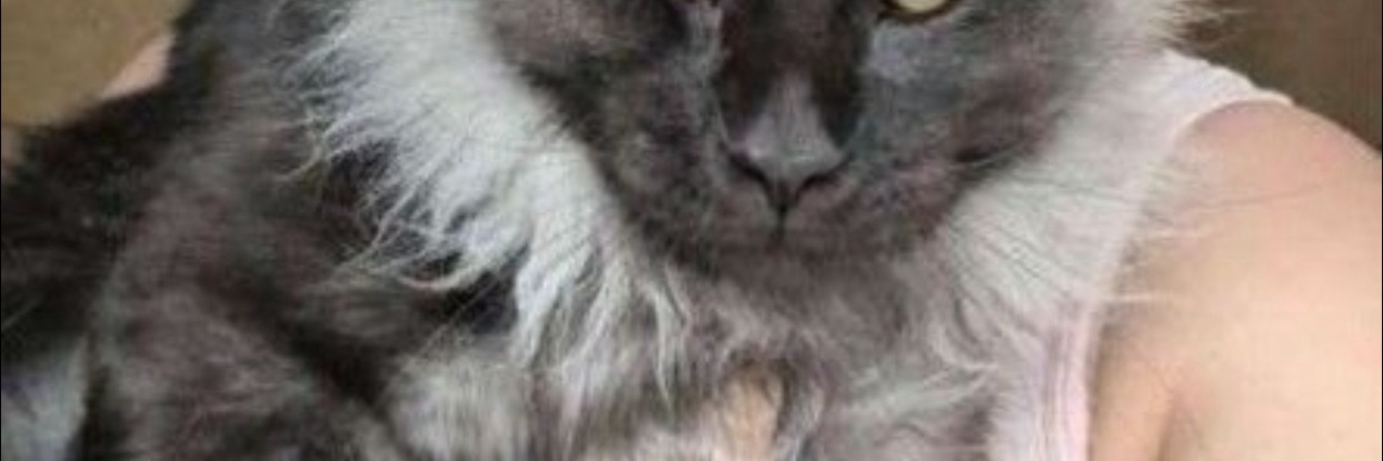 Мей-Куны Найт и Куся и вся семья 😎🫶