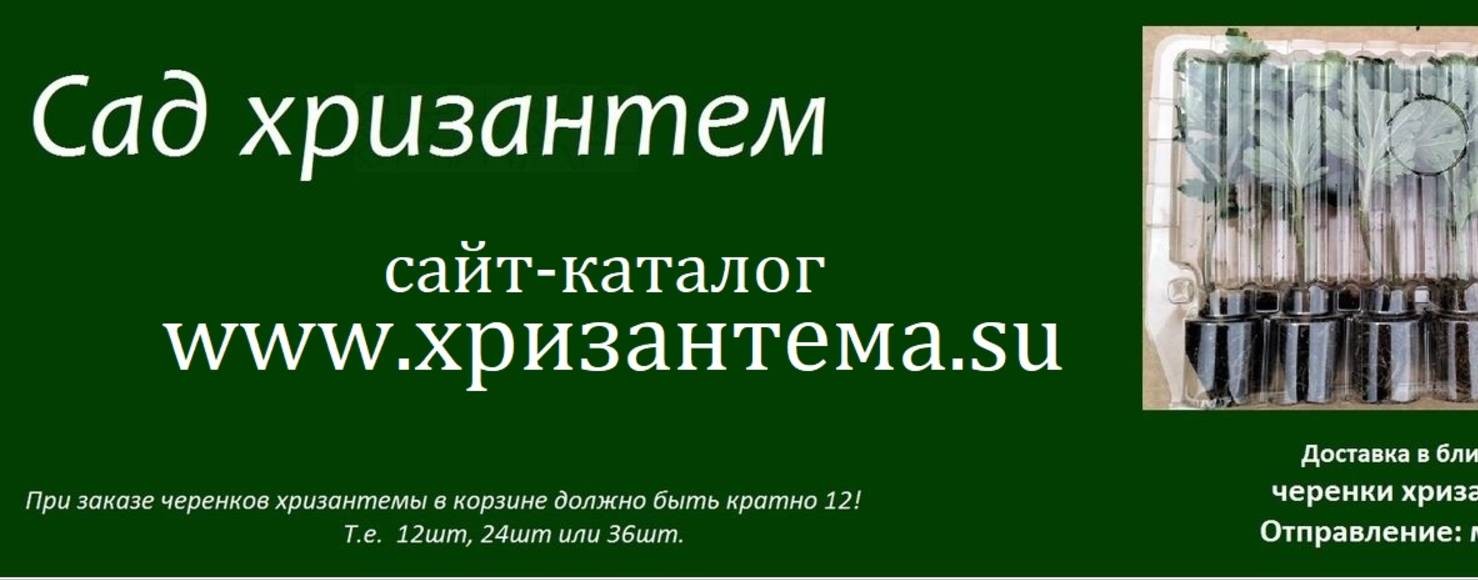 Сад хризантем