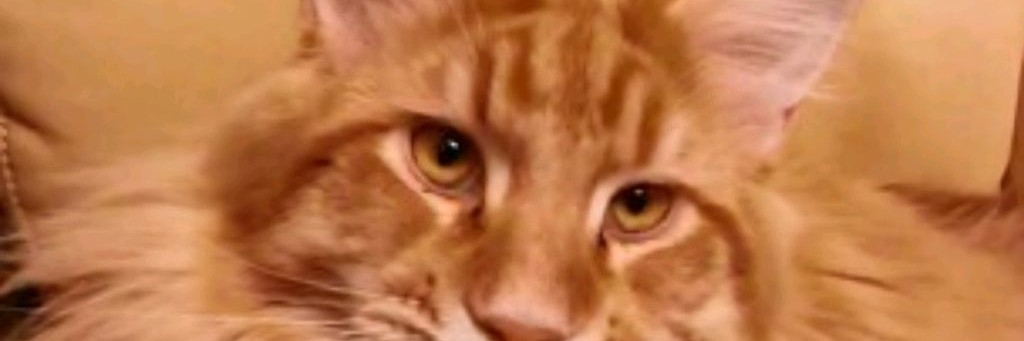 Турист Медведь (Tourist Bear)