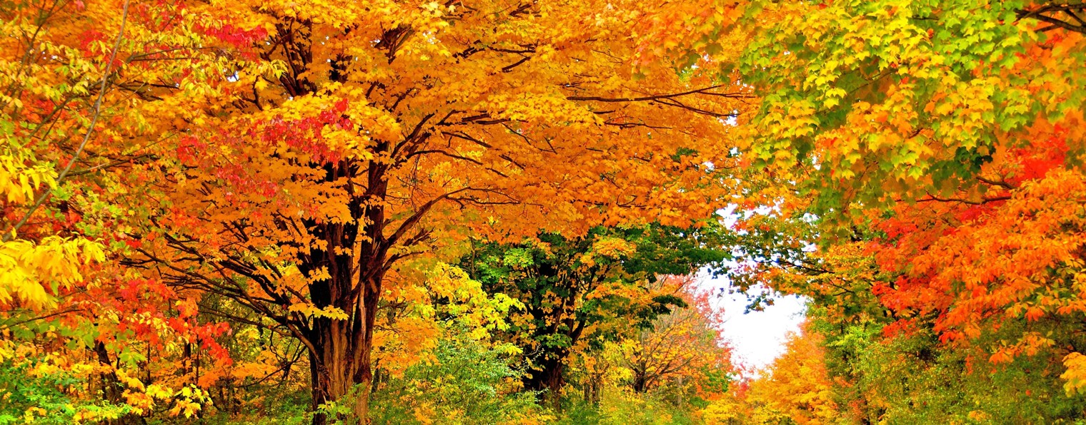 Ирина Бурова