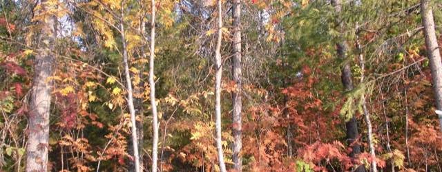 семейный юмор