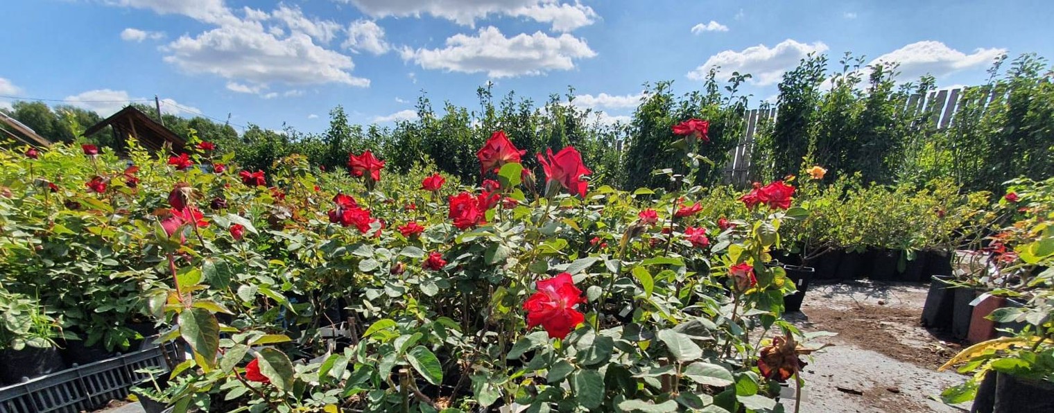 Зелёный сад Уральский плодопитомник