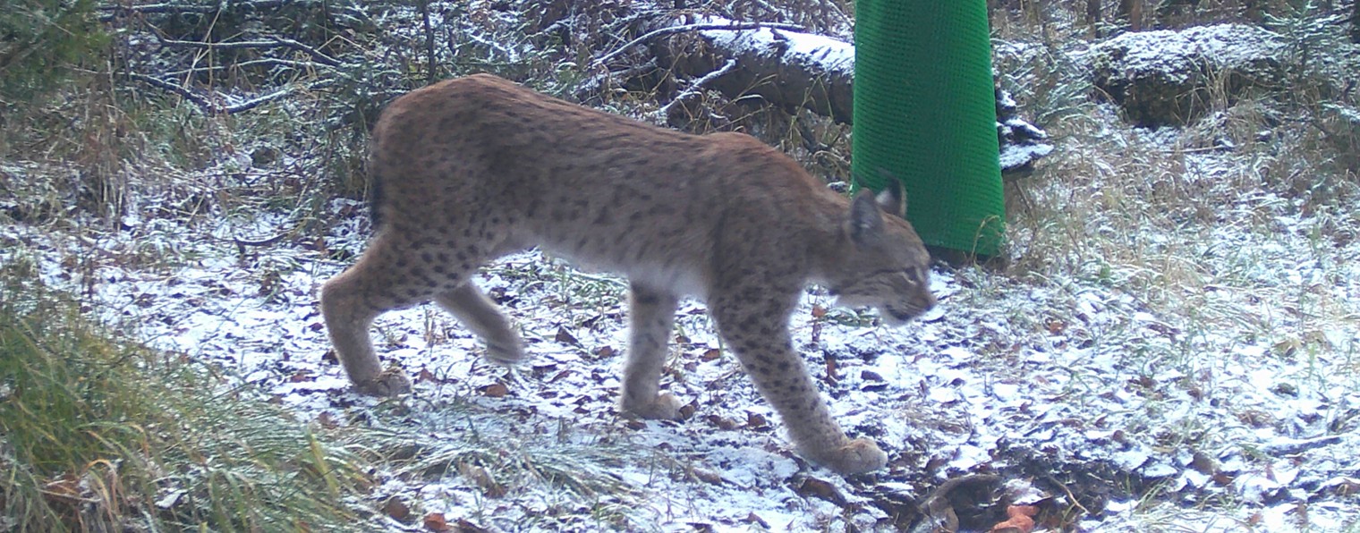 Тайга Красноярья. Фотоловушки