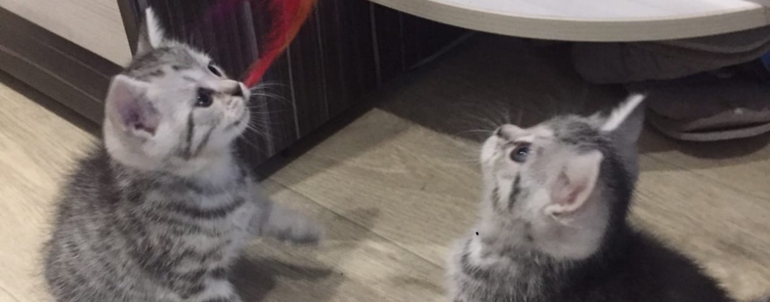 Андрей и Алиса