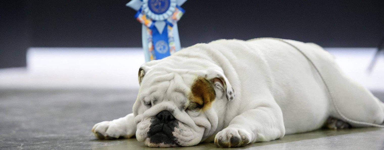 Top Bulldogs