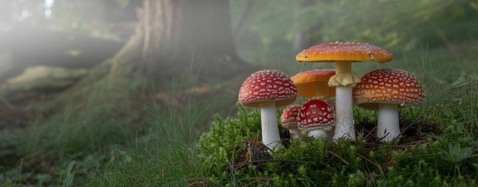 Макс Гробоед