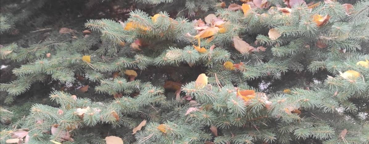 Турлов Денис