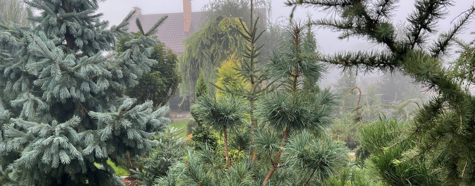 Питомник хвойных "Русинов Сад"