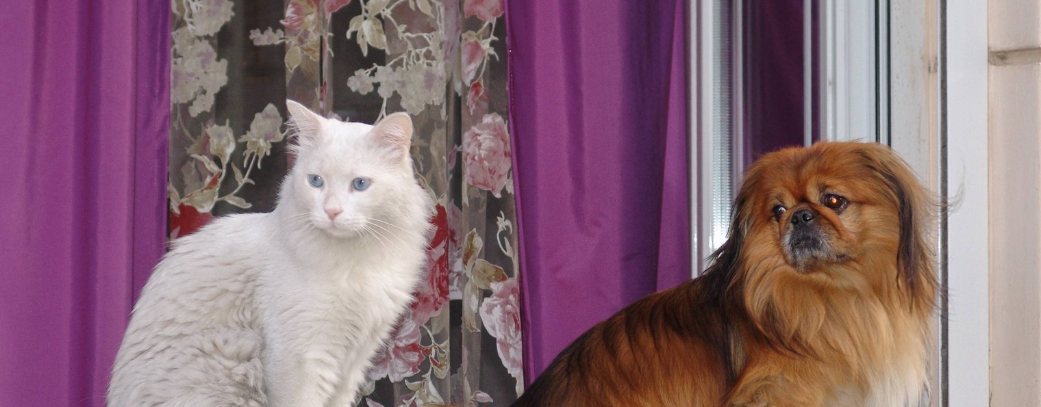 Василиса & Кофе с Котом