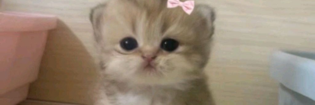 Котострофы