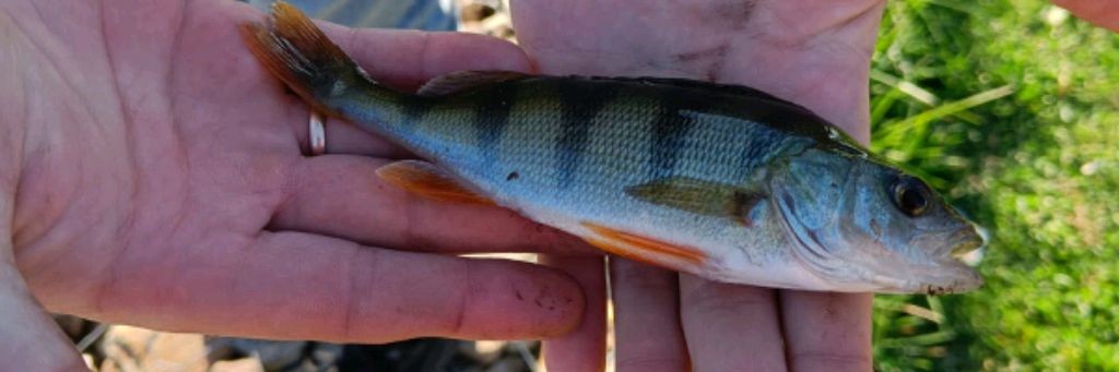 Мастер Рыбалки