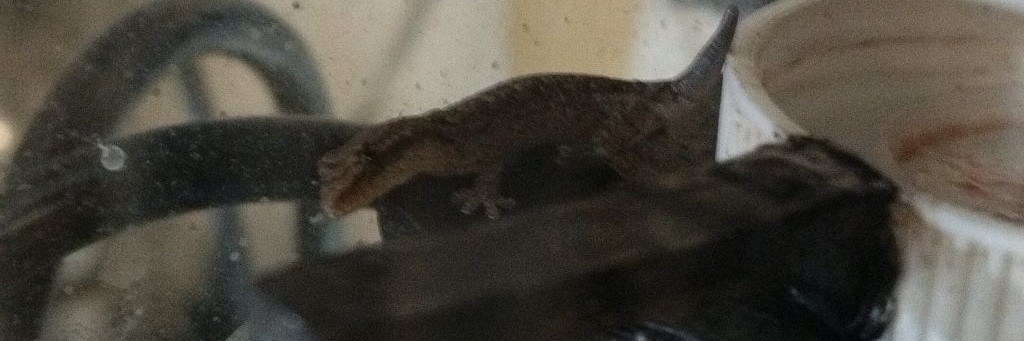 Бойфренд Сэм X