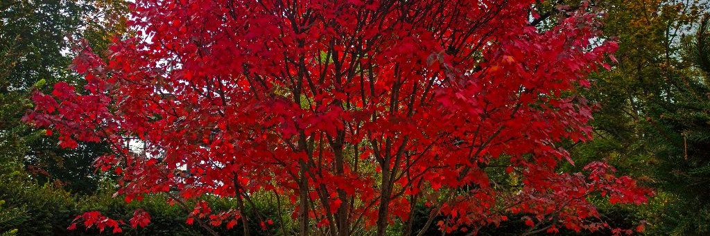 Любовь Горчакова