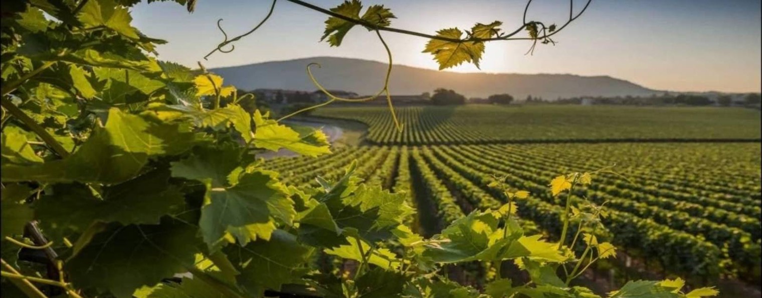 Южный виноградник