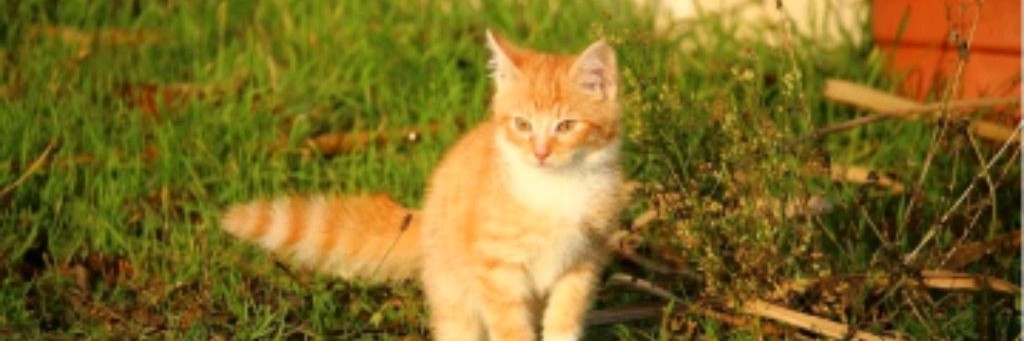 _Виолетта Подюкова_