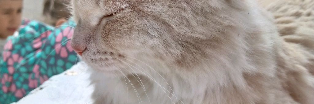 Периастрон :) :D :d