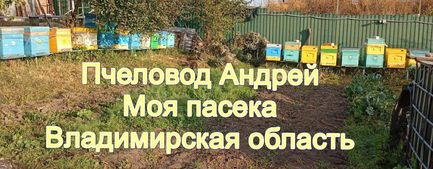 Пчелы и моя пасека