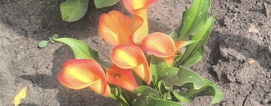 Бюджет По Конвертам