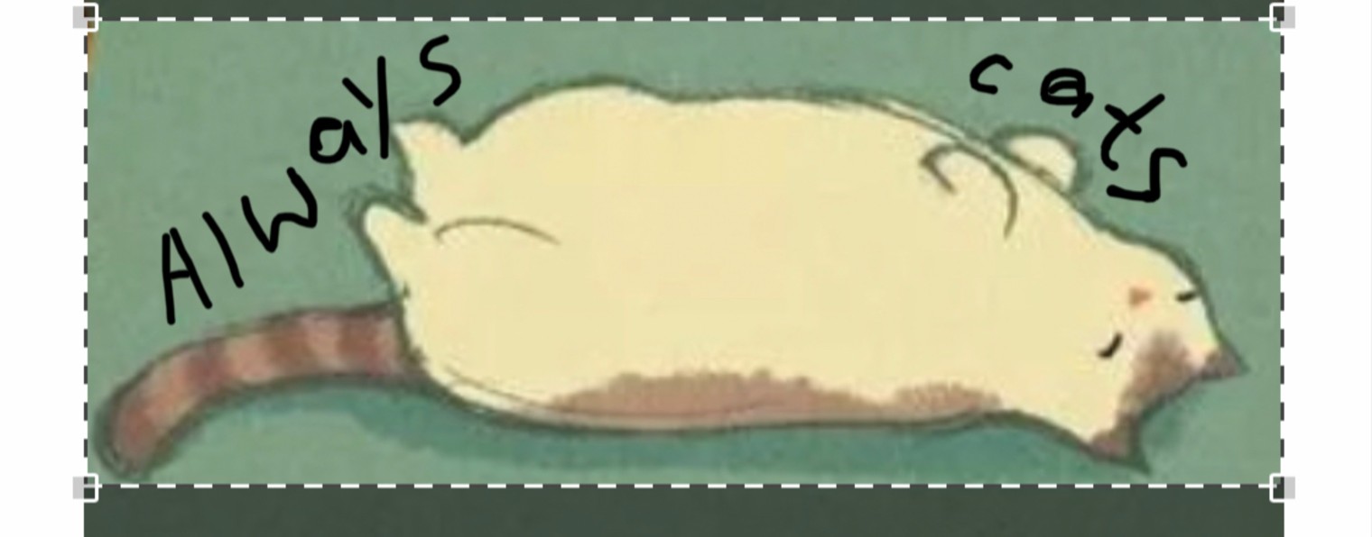 Always cats