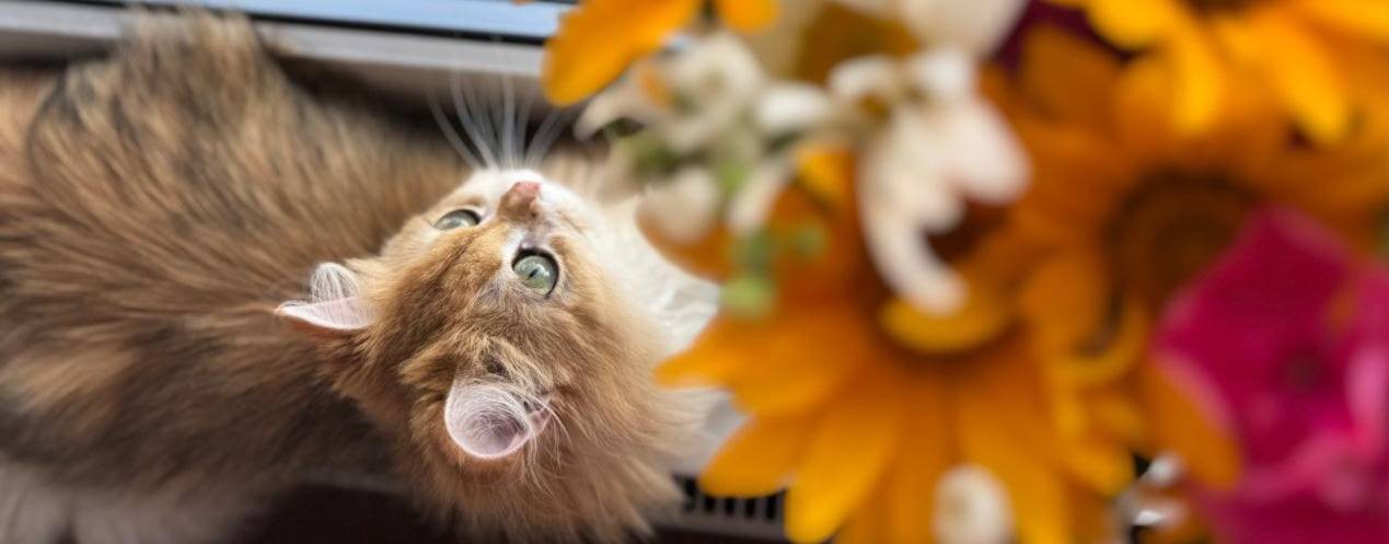 Супер Крашка