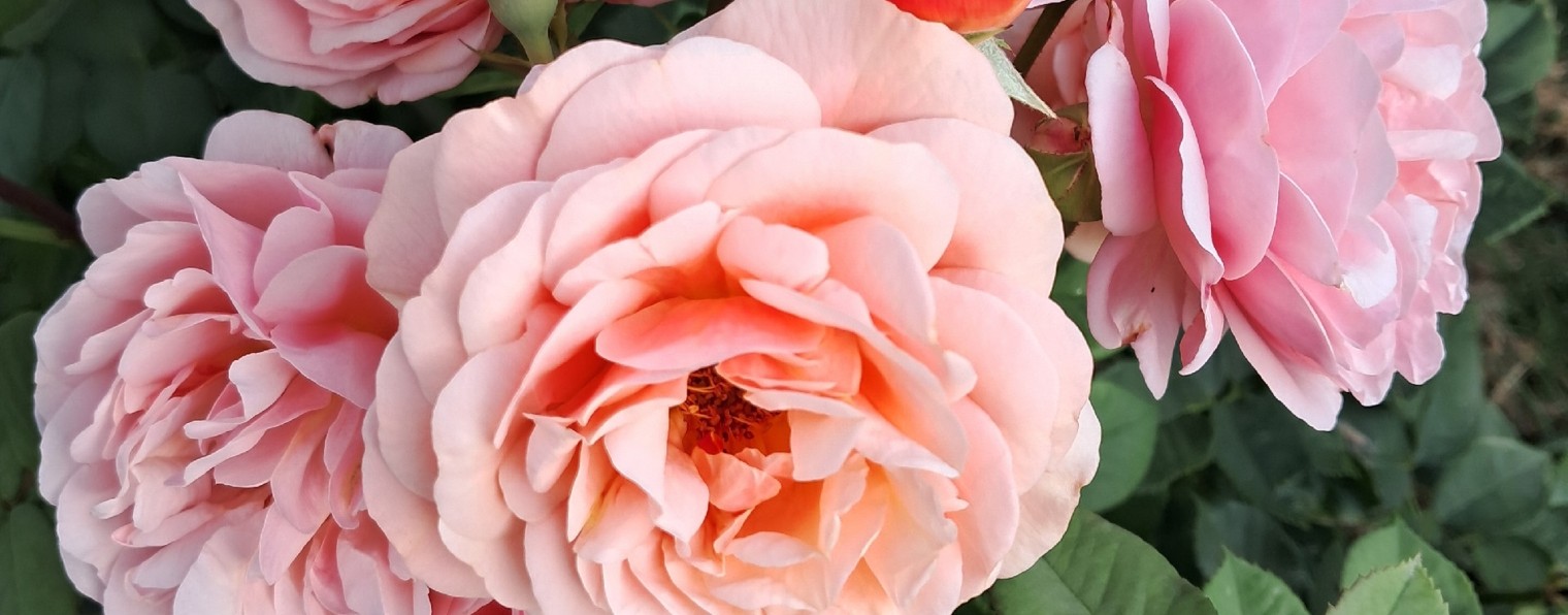 нашажизньЛН