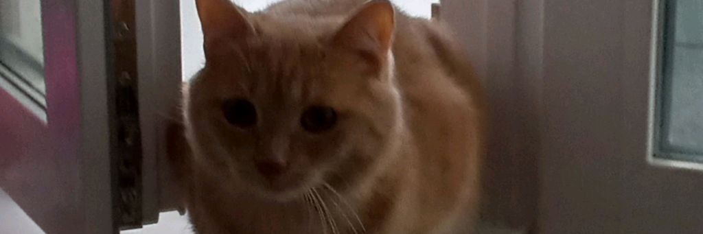 Алёнка Понька♨️🔥🍔🥞🌭🍩