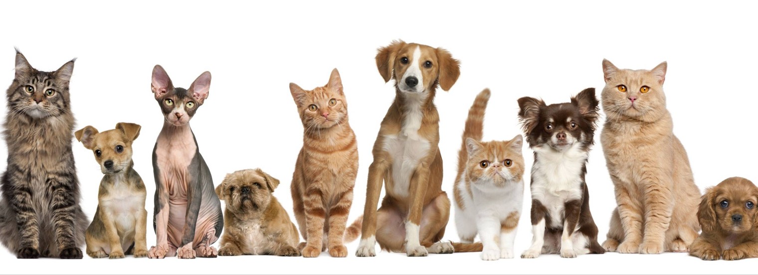 Эти забавные животные