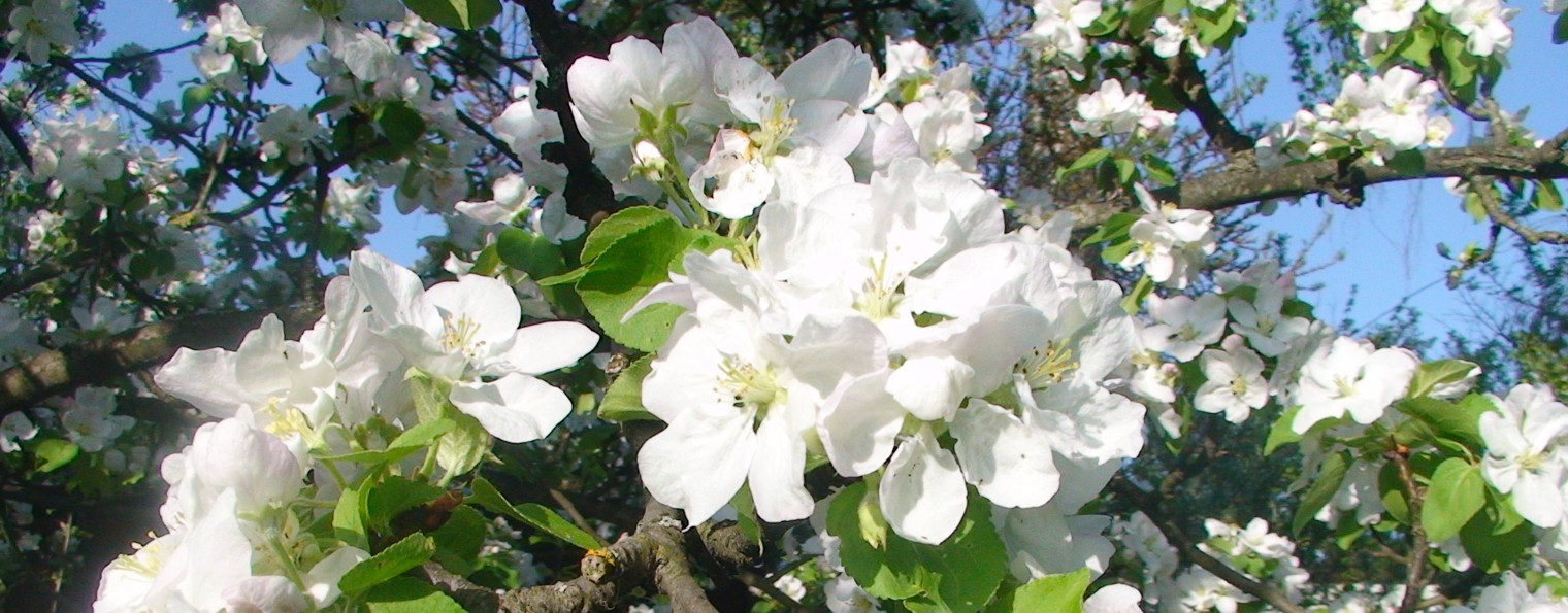 Злата Урусова